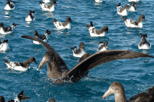 The first giant petrel fossils | Te Papa’s Blog