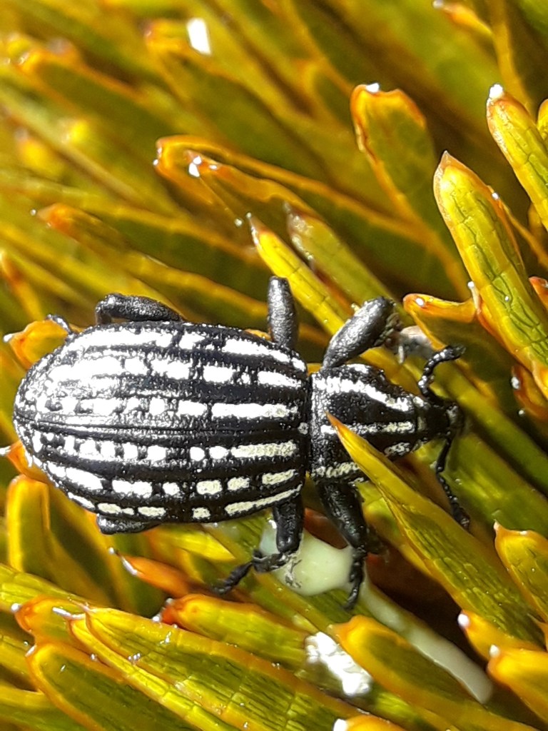 A necessary weevil – an introduction to speargrass weevils and other ...