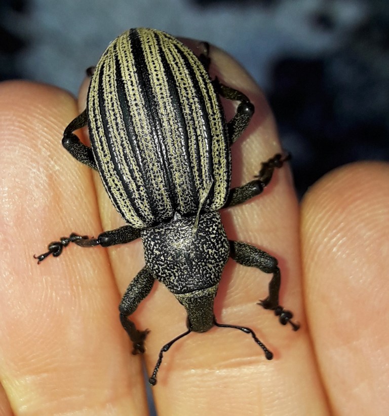 Lara Shepherd – Te Papa’s Blog