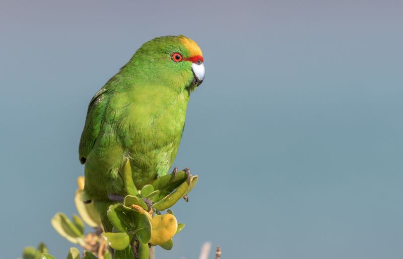 From farm to forest – the transformation of Mana Island | Te Papa’s Blog