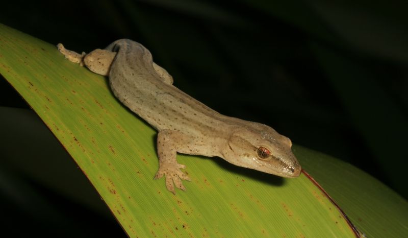 From farm to forest – the transformation of Mana Island | Te Papa’s Blog