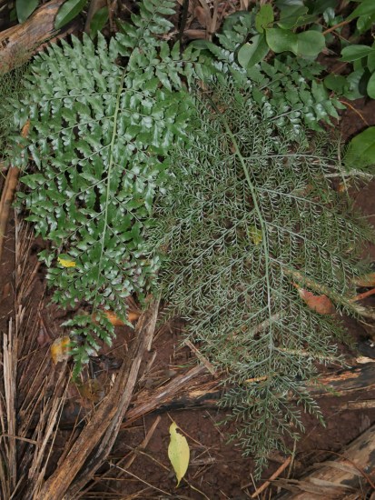 Norfolk Island ferns | Te Papa’s Blog