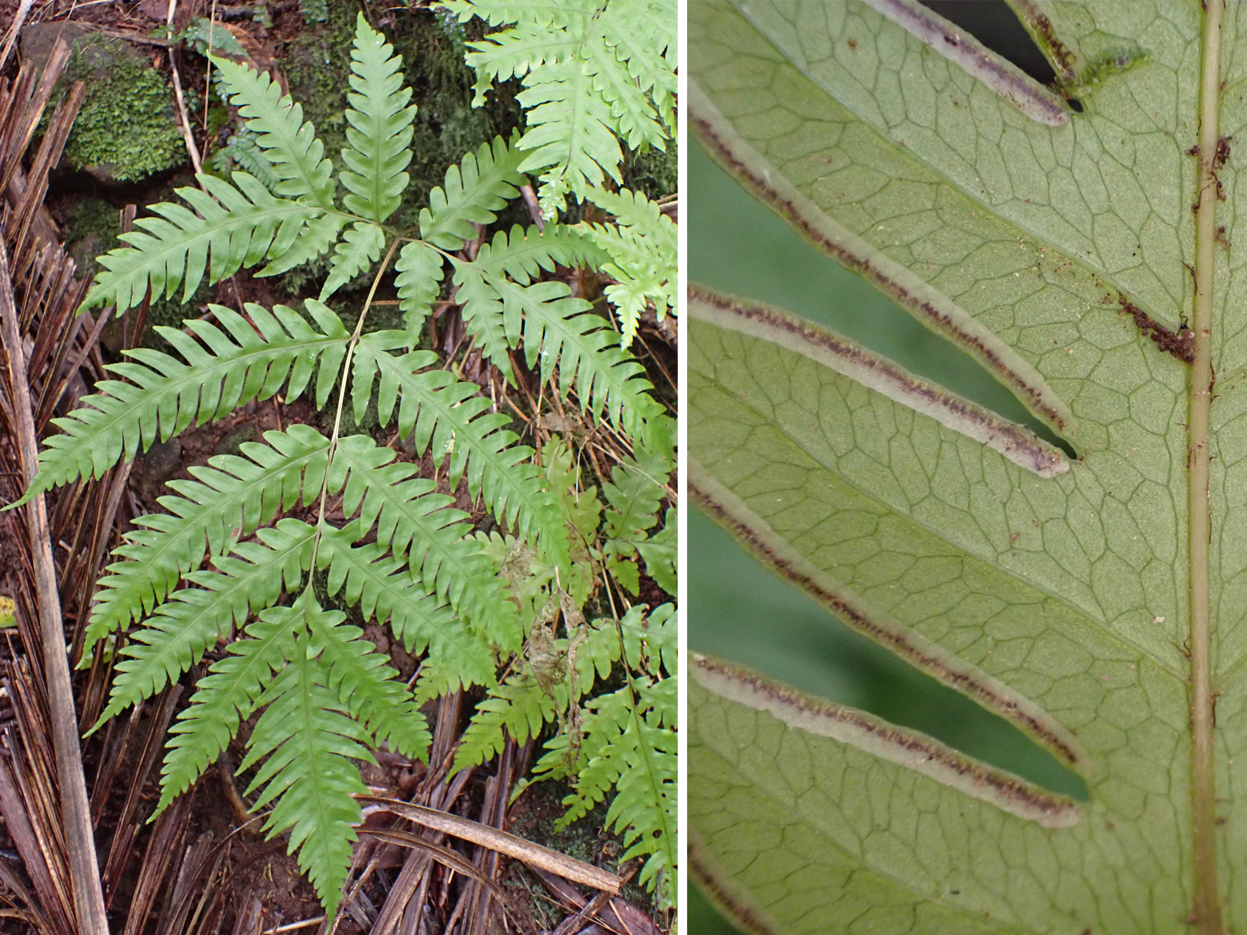 Norfolk Island ferns | Te Papa’s Blog