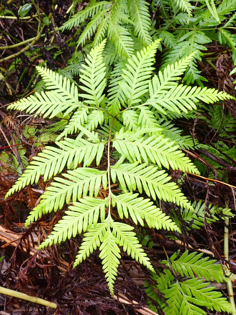 Norfolk Island ferns | Te Papa’s Blog