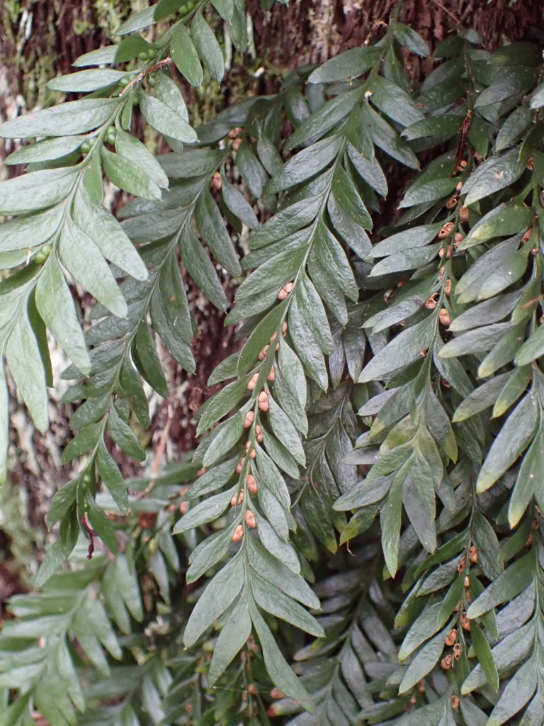 Norfolk Island ferns | Te Papa’s Blog