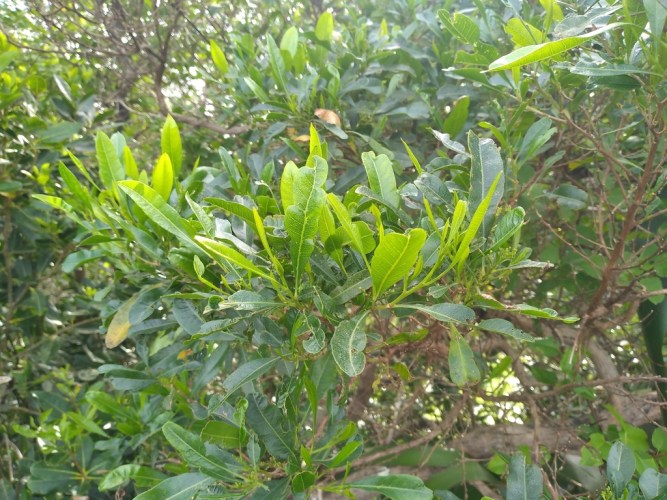 Flowering plants of Norfolk Island | Te Papa’s Blog