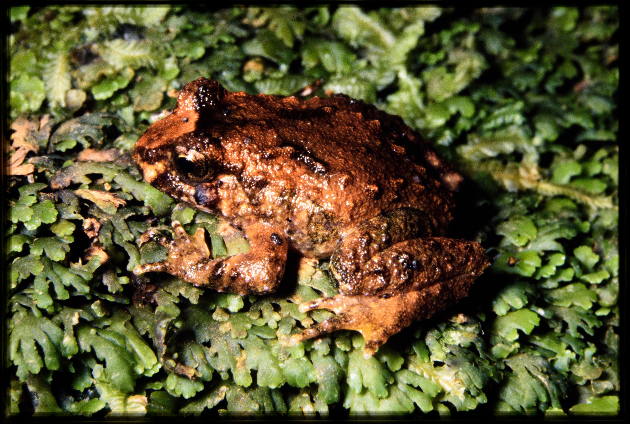 Aotearoa New Zealand’s endemic frogs and their American cousin | Te ...