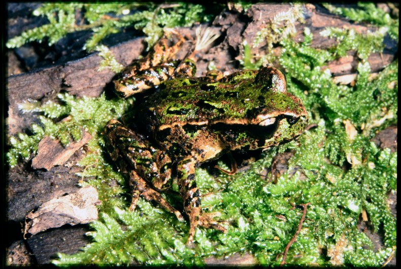 Searching for New Zealand’s first record of chytrid fungus in frogs ...