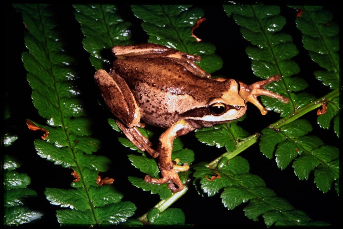 Aotearoa New Zealand’s endemic frogs and their American cousin | Te ...