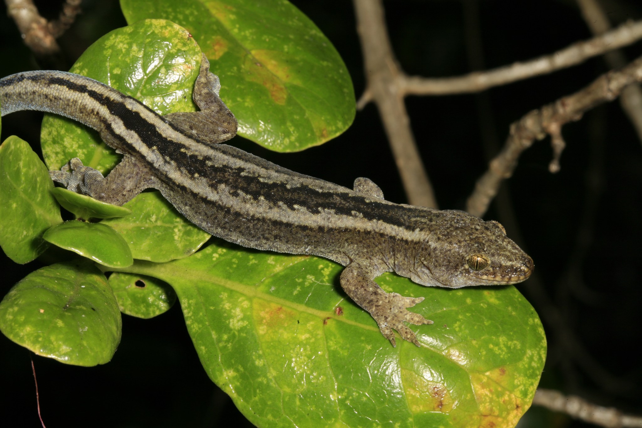 Wanted dead or alive – Our Natural History interns’ work with ...