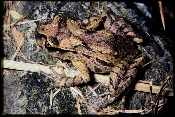 Aotearoa New Zealand’s endemic frogs and their American cousin | Te ...