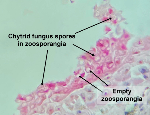 Searching for New Zealand’s first record of chytrid fungus in frogs ...