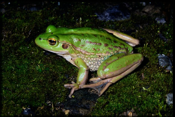 Aotearoa New Zealand’s endemic frogs and their American cousin | Te ...