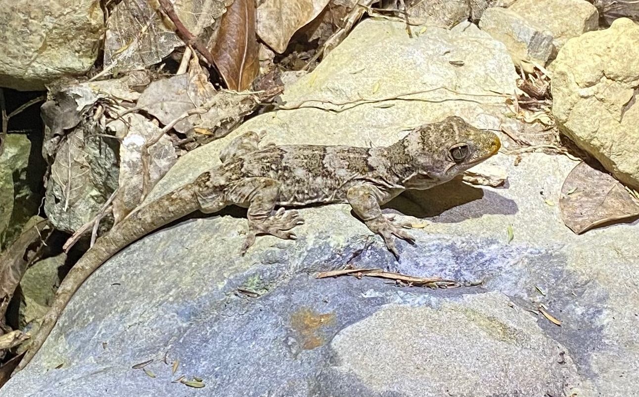 Wanted dead or alive – Our Natural History interns’ work with ...