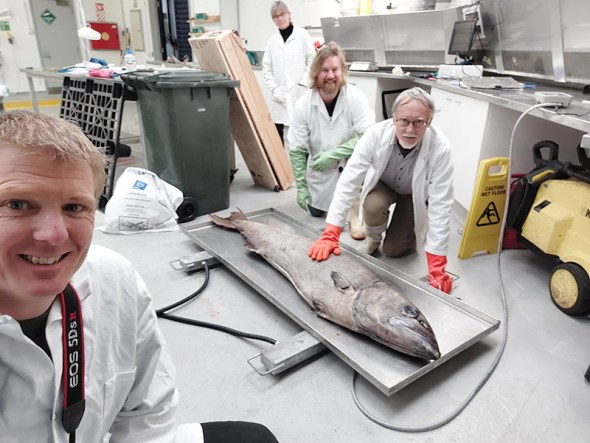 The good oil – Fish findings on the sea floor | Te Papa’s Blog