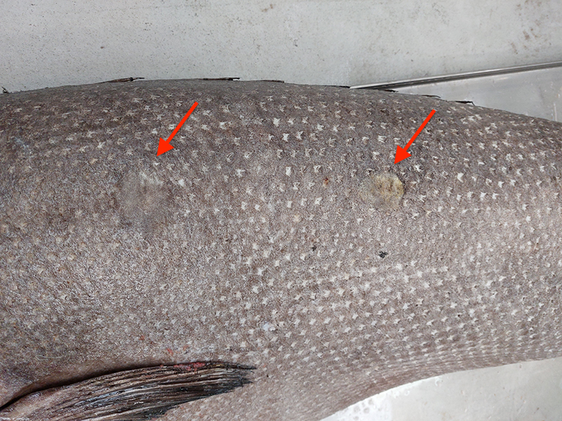 The good oil – Fish findings on the sea floor | Te Papa’s Blog