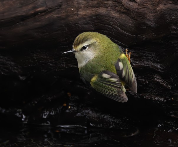 Birds of the Great Walks of Aotearoa New Zealand | Te Papa’s Blog
