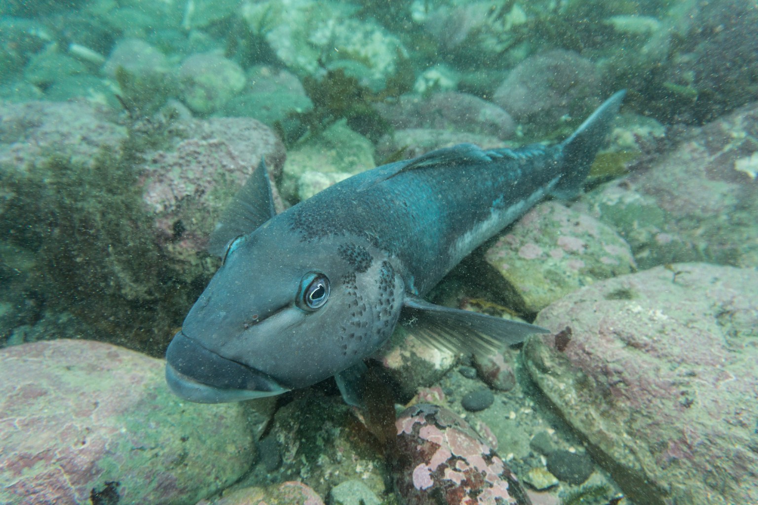 Highlights from Wellington’s City Nature Challenge 2023 | Te Papa’s Blog