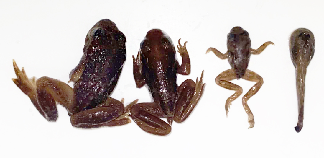 Aotearoa New Zealand’s endemic frogs and their American cousin | Te ...