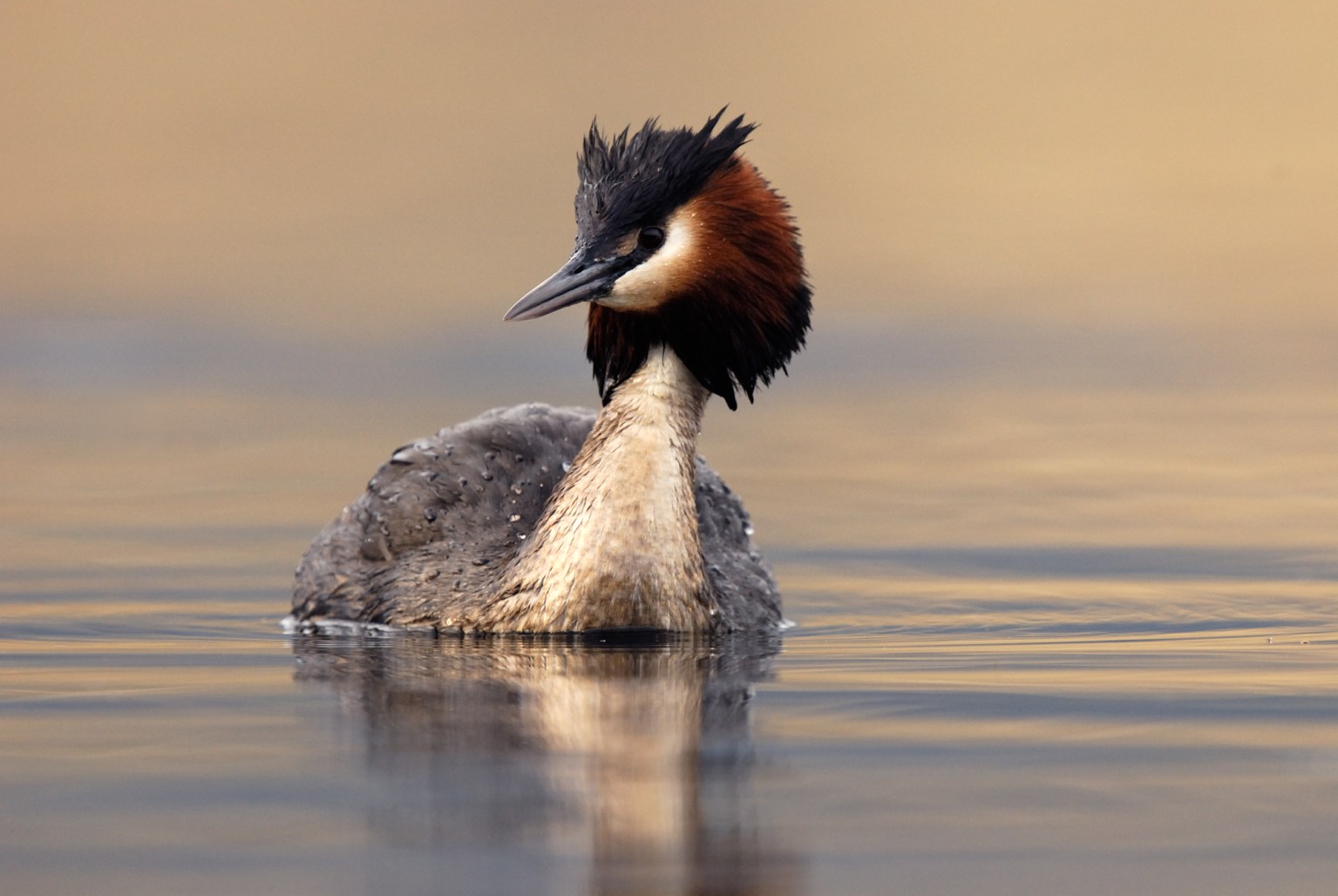Birds of the Kepler Track | Te Papa’s Blog