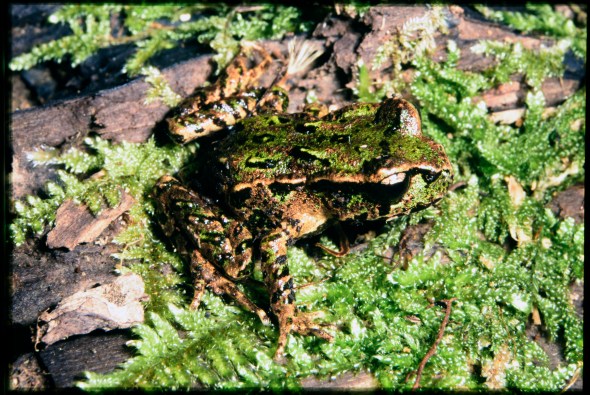 Aotearoa New Zealand’s endemic frogs and their American cousin | Te ...