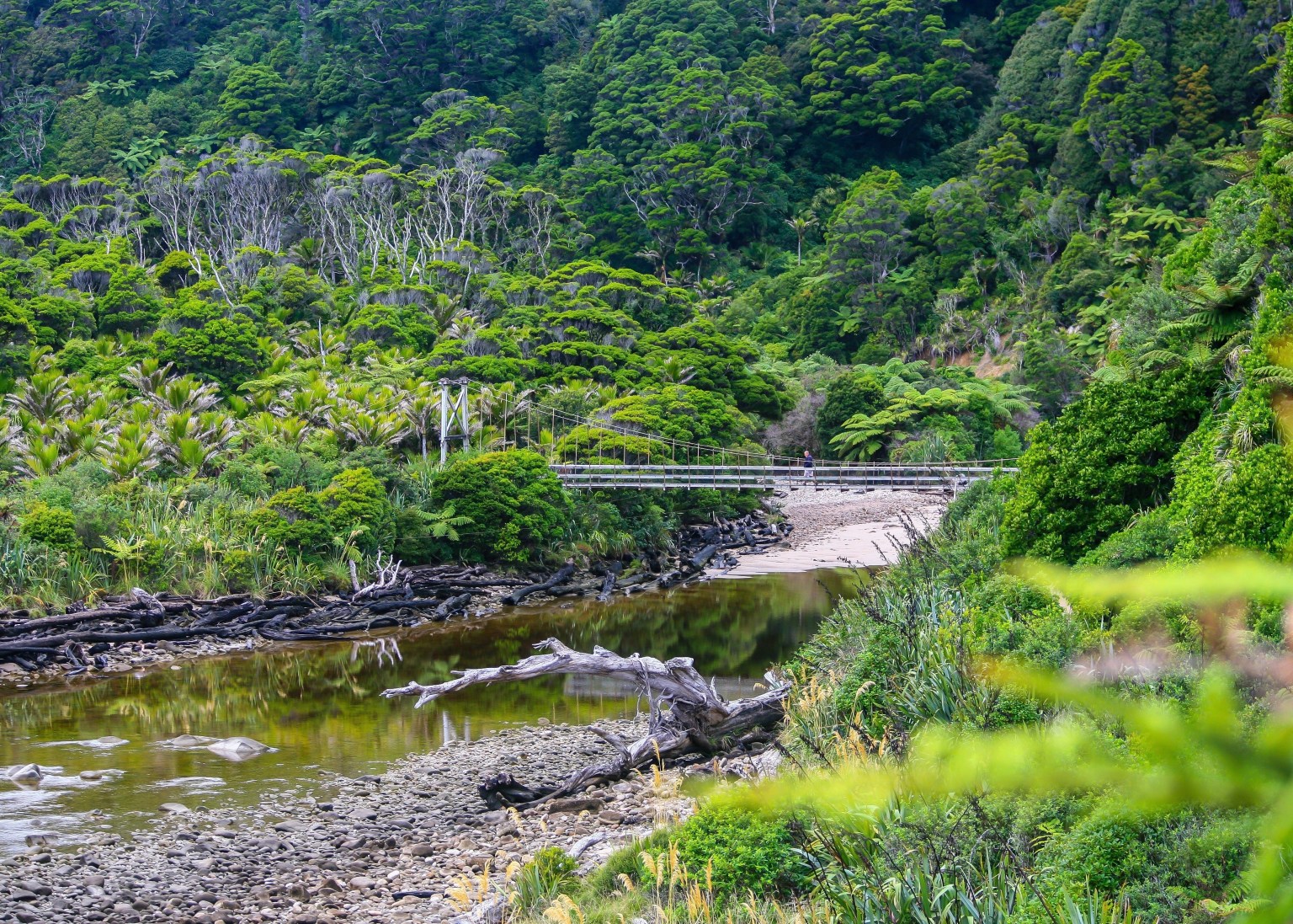 Birds of the Heaphy Track | Te Papa’s Blog