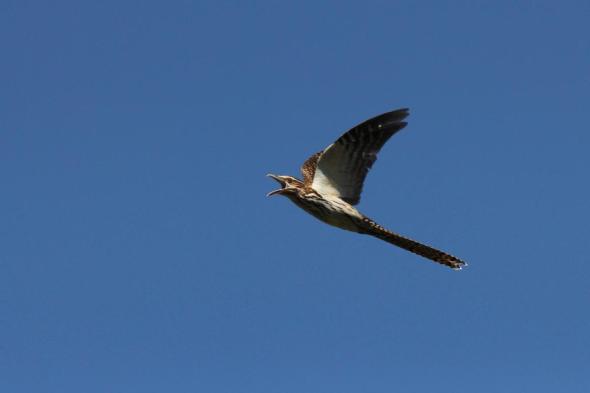 Birds of the Whanganui Journey ‘Great Walk’ | Te Papa’s Blog