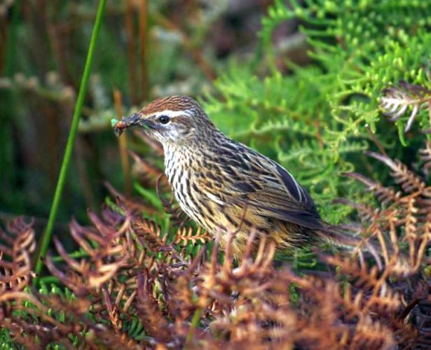 Birds of the Rakiura Track | Te Papa’s Blog