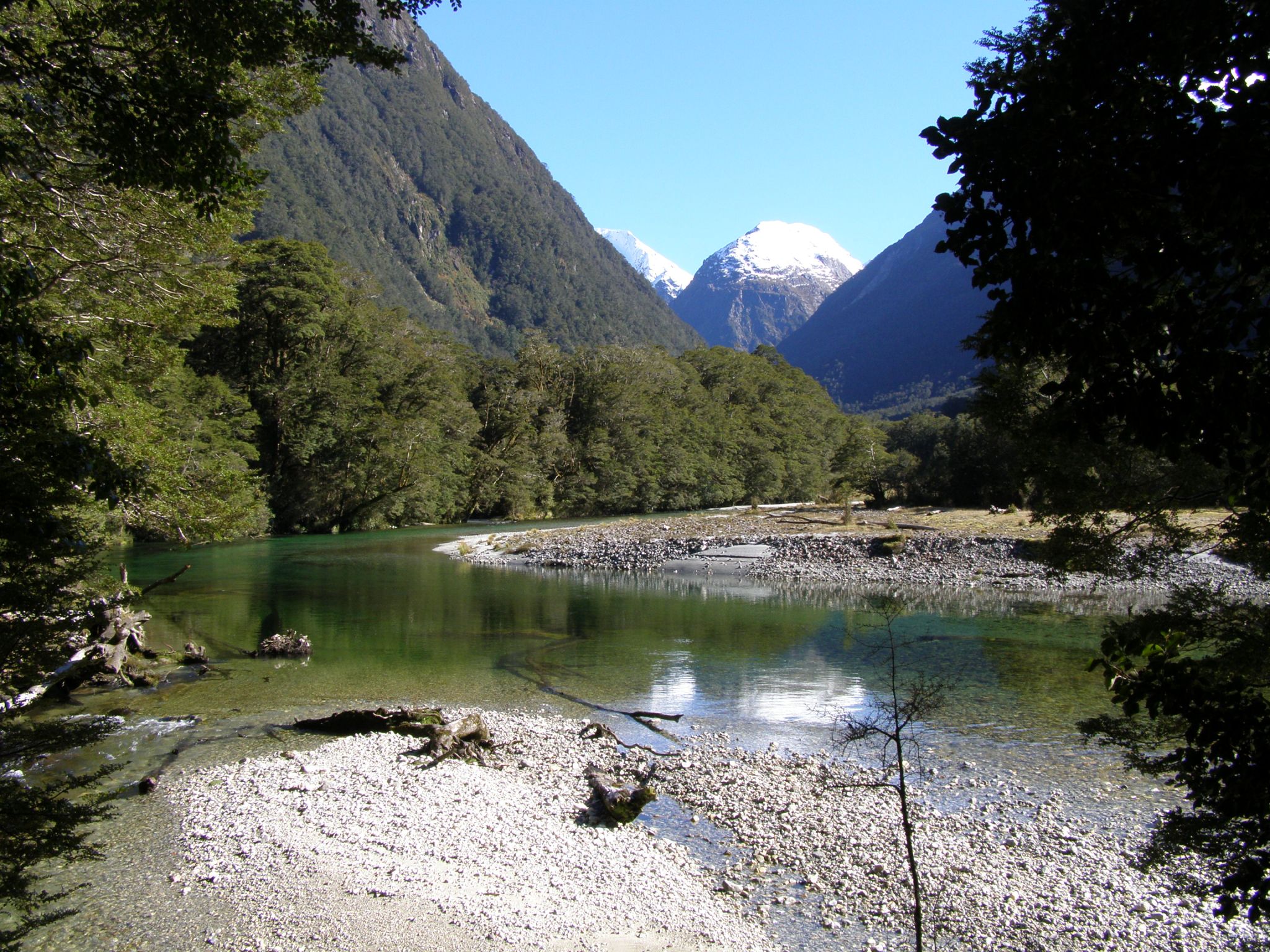 Birds of the Milford Track | Te Papa’s Blog