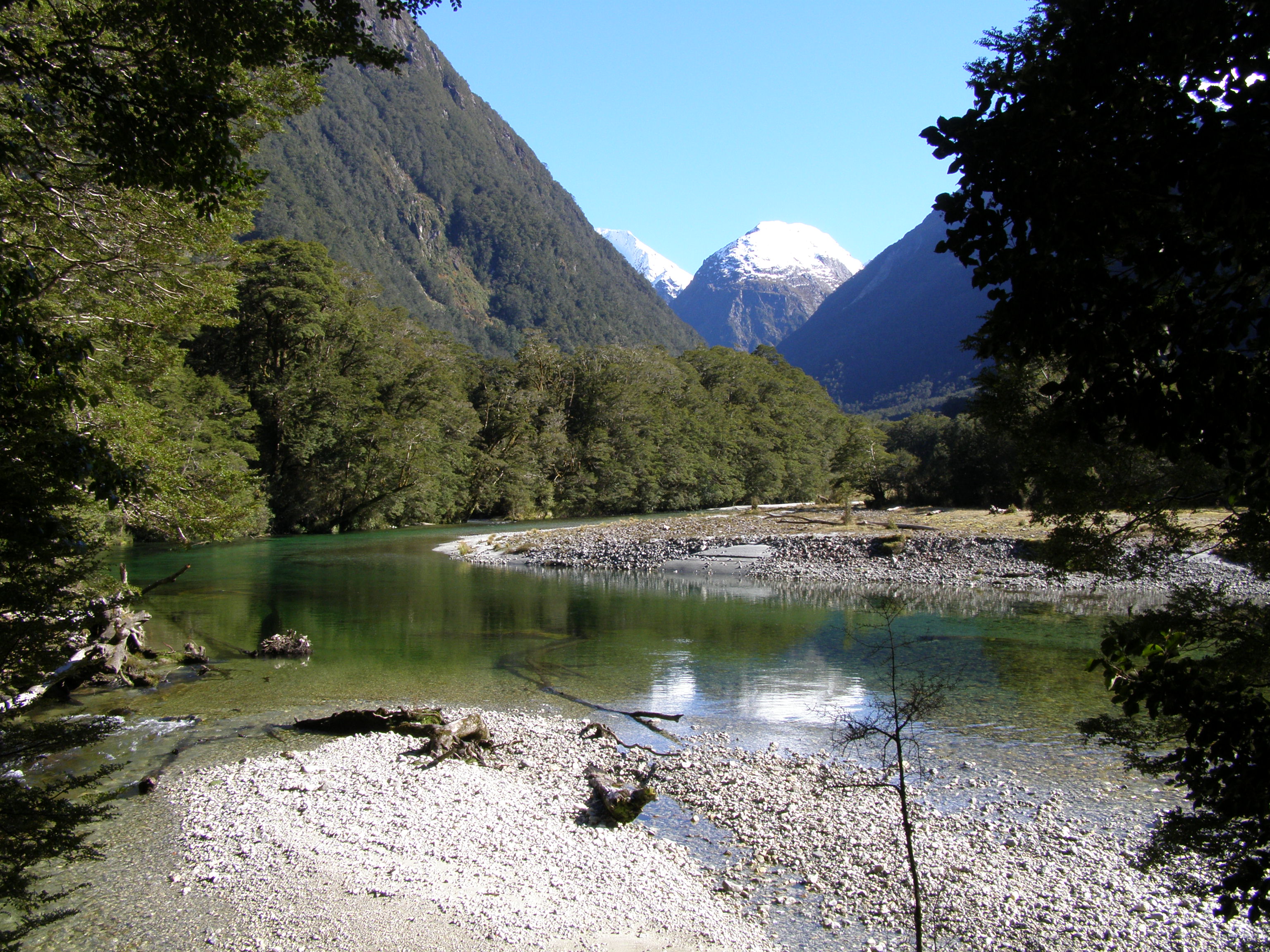 Birds of the Milford Track | Te Papa’s Blog