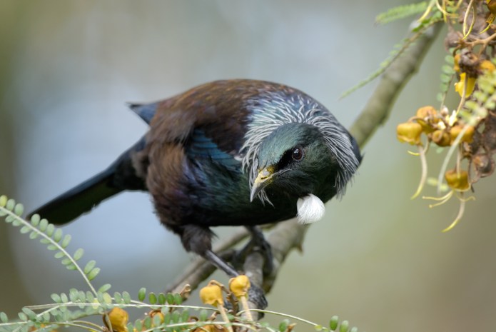 Birds of Lake Waikaremoana Track | Te Papa’s Blog