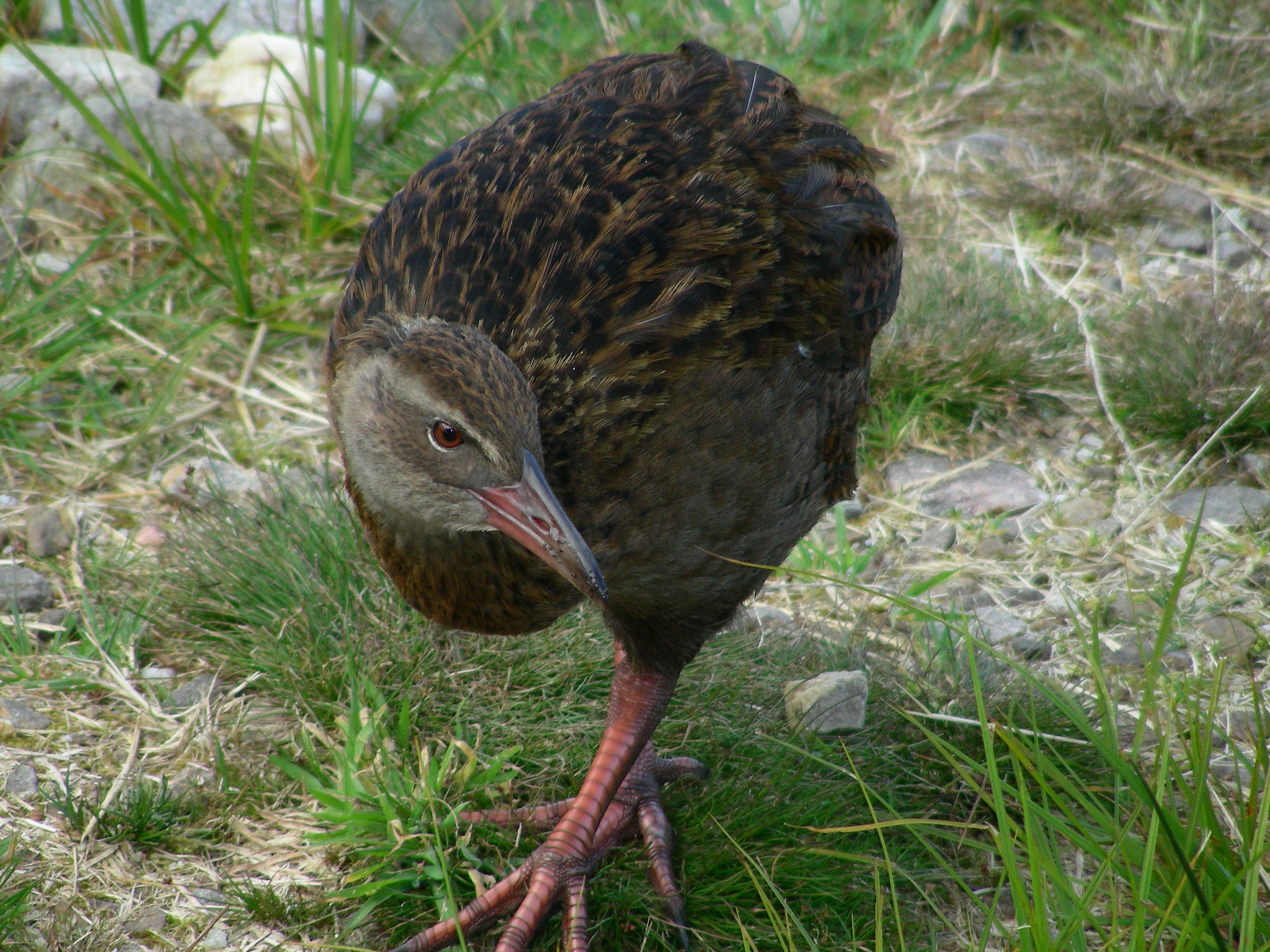 Birds of the Heaphy Track | Te Papa’s Blog