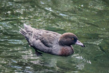 Birds of the Paparoa Track | Te Papa’s Blog