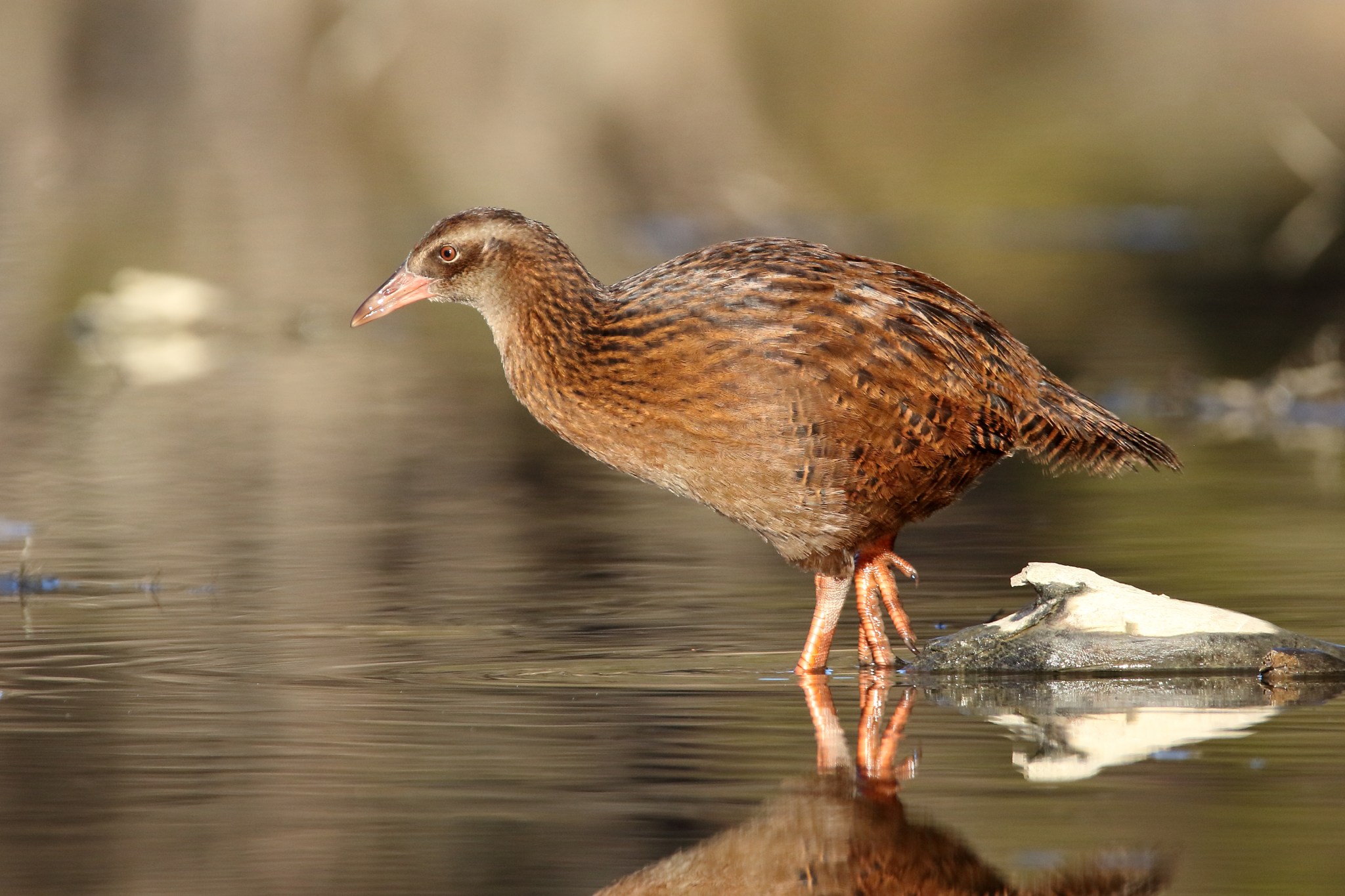 Birds of Abel Tasman Coastal Track | Te Papa’s Blog