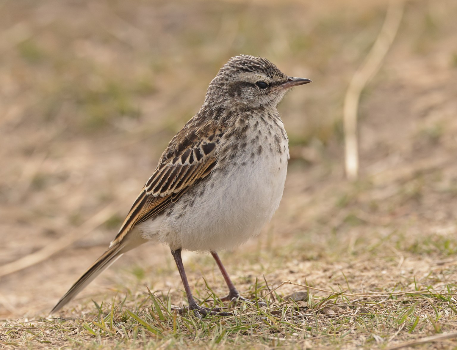 Birds of the Kepler Track | Te Papa’s Blog