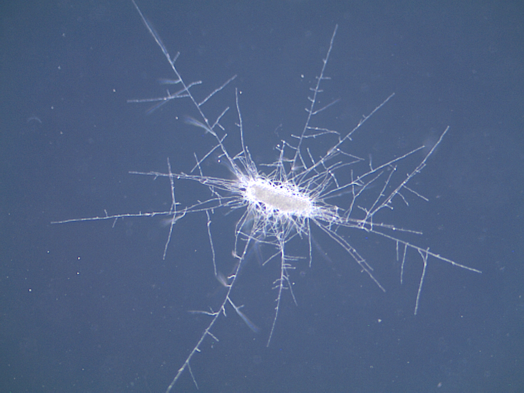 After two years of research our swamp helmet orchid is a step closer to ...