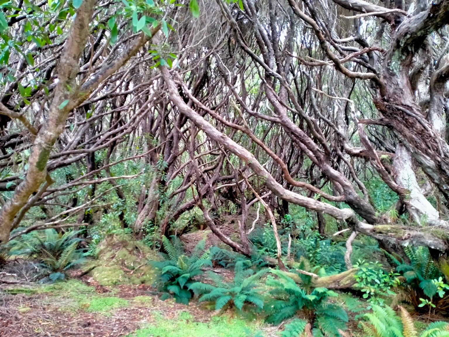 Flora of Motu Maha Auckland Islands | Te Papa’s Blog