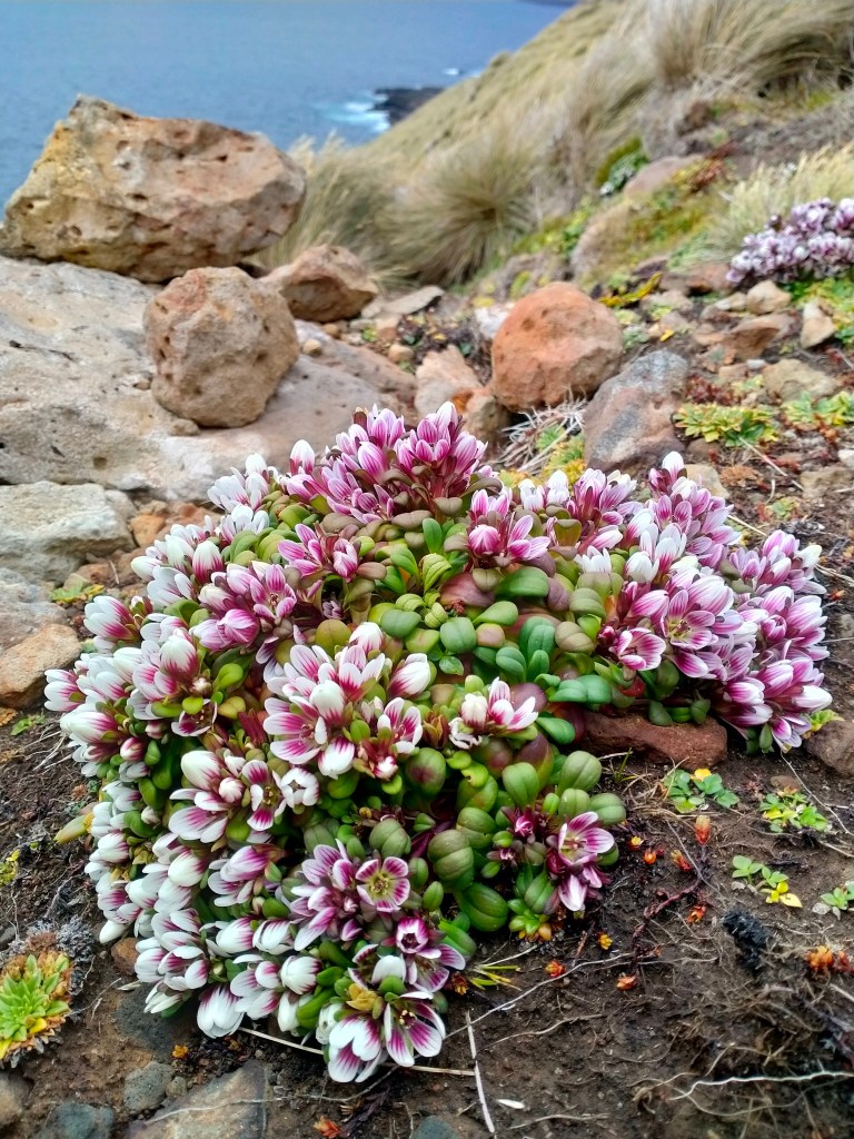 Gentianella cerina iNat | Te Papa’s Blog