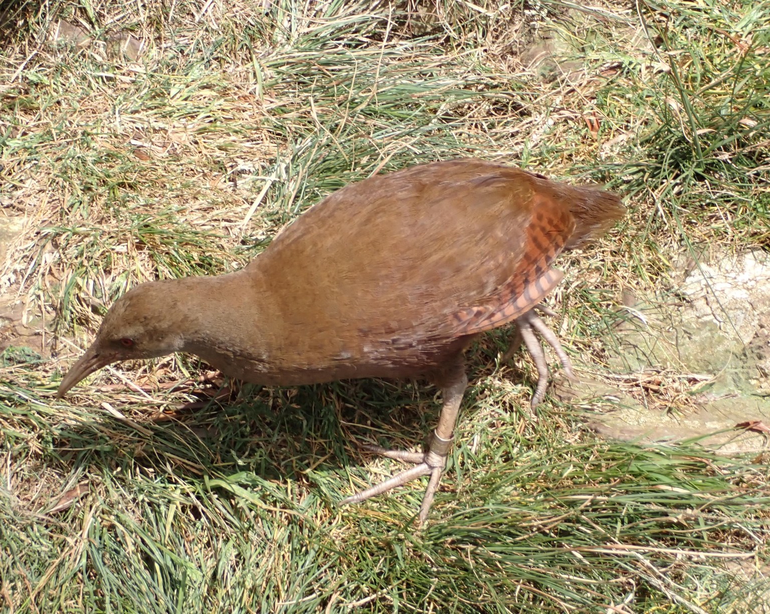 Lord Howe Island – a botanist’s paradise | Te Papa’s Blog