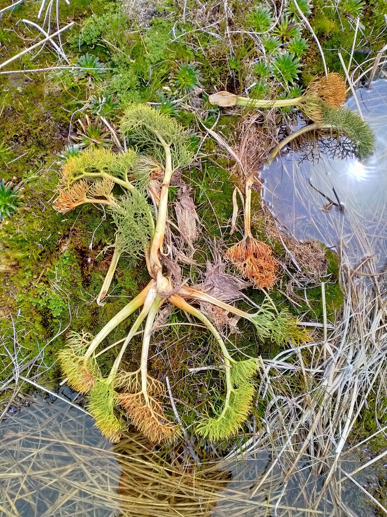 Anisotome latifolia iNat 3 pig damage | Te Papa’s Blog