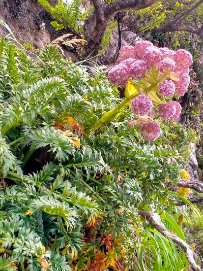 The megaherbs of Motu Maha Auckland Islands | Te Papa’s Blog
