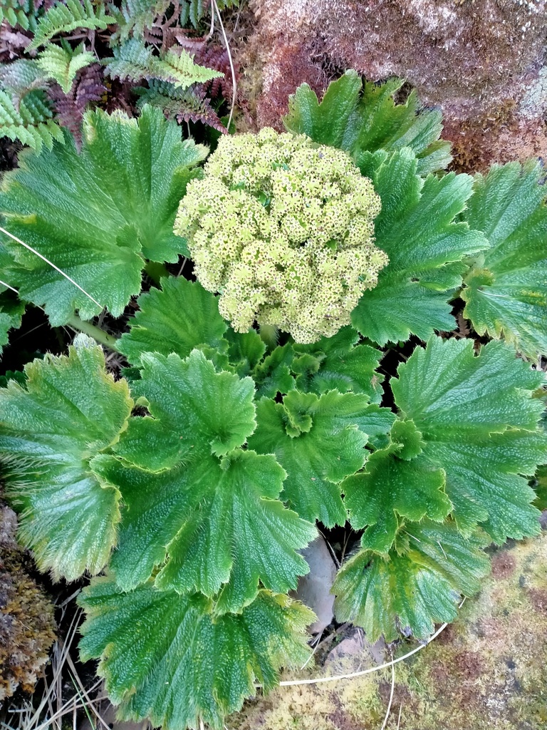 Azorella polaris iNat 1B | Te Papa’s Blog