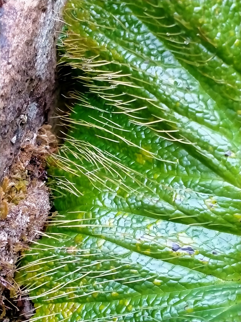 Azorella polaris iNat 1C | Te Papa’s Blog