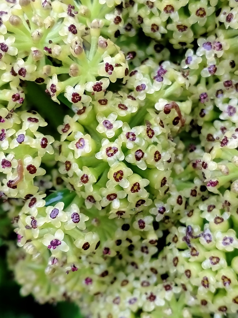Azorella polaris iNat | Te Papa’s Blog
