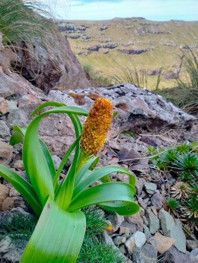 The megaherbs of Motu Maha Auckland Islands | Te Papa’s Blog