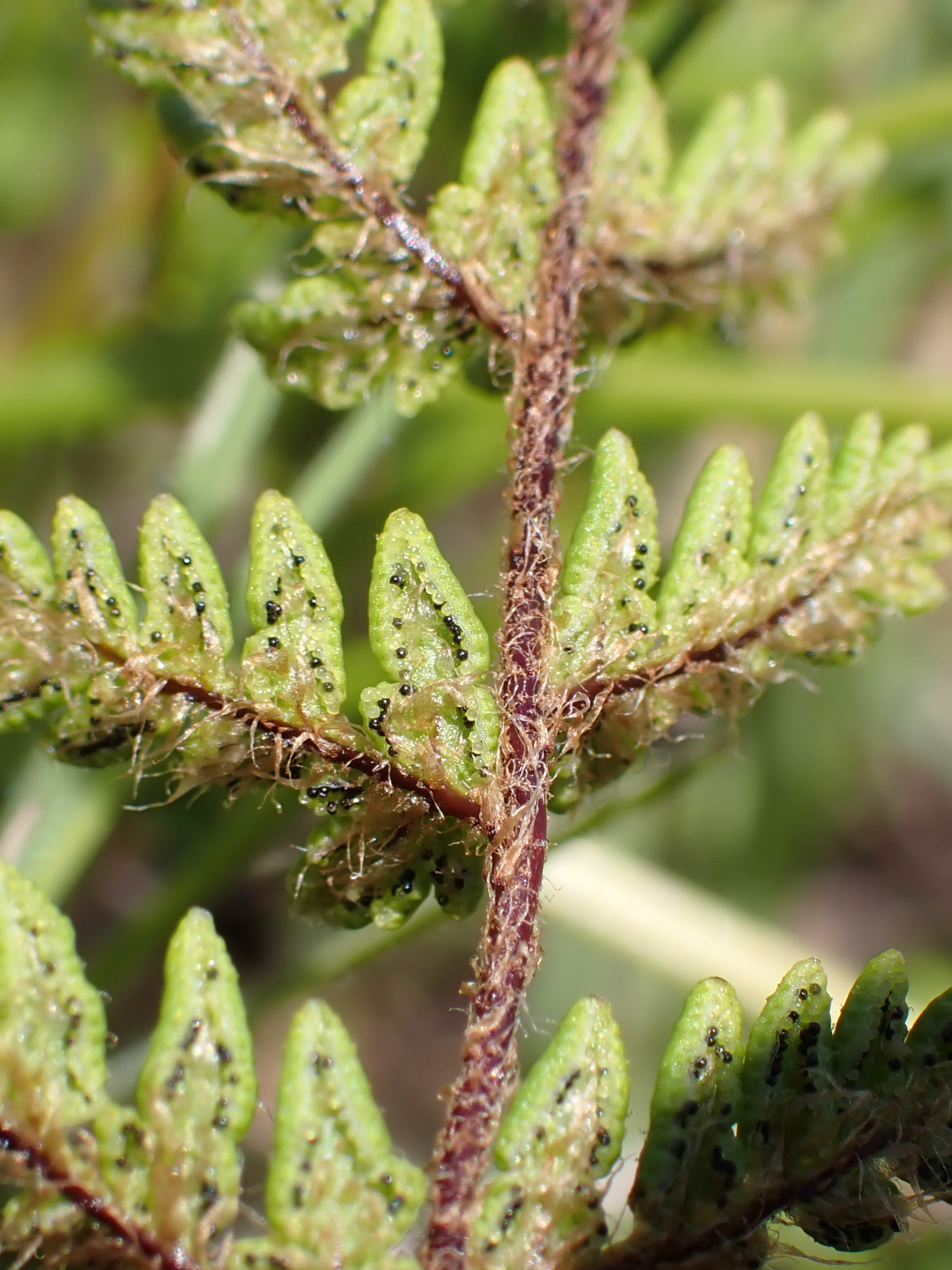 Cheilanthes_distans_Malabar_LHI4 | Te Papa’s Blog