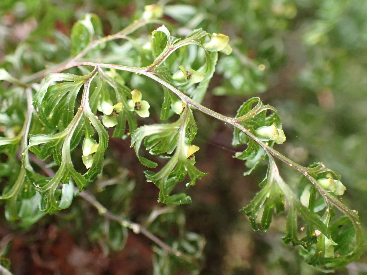 The ferns of Lord Howe Island | Te Papa’s Blog
