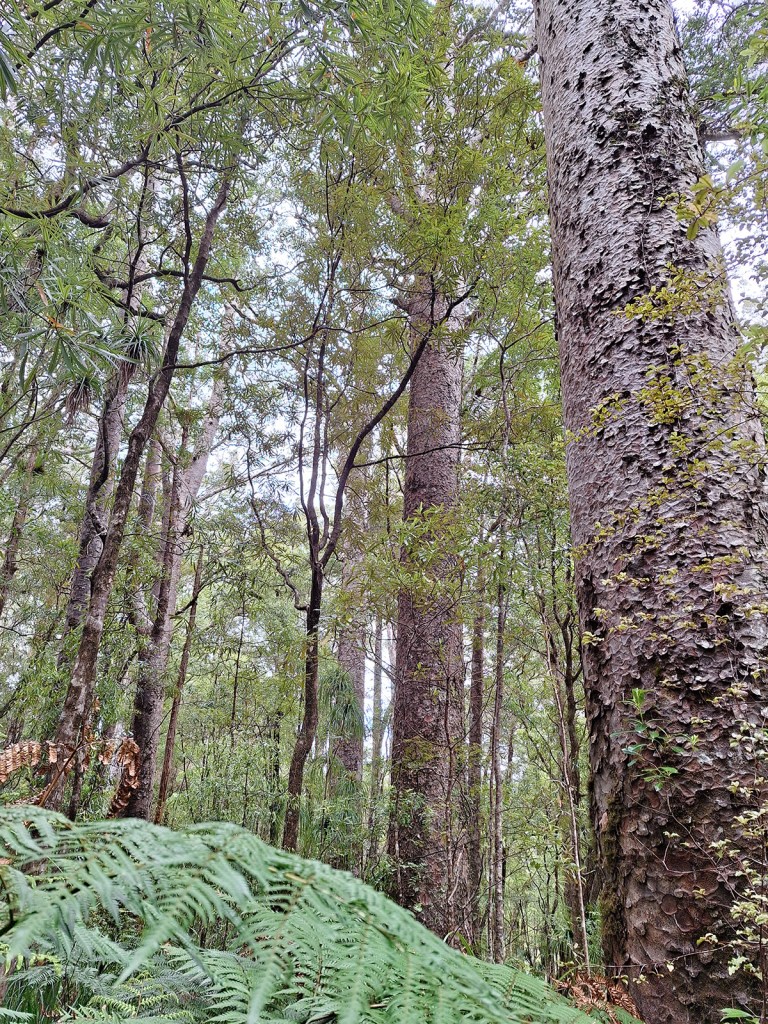 Birds of Te Araroa 2 – Kaitāia to Kerikeri | Te Papa’s Blog