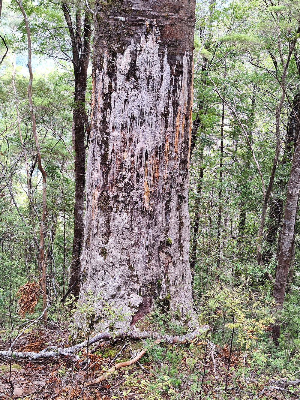 Birds of Te Araroa 2 – Kaitāia to Kerikeri | Te Papa’s Blog