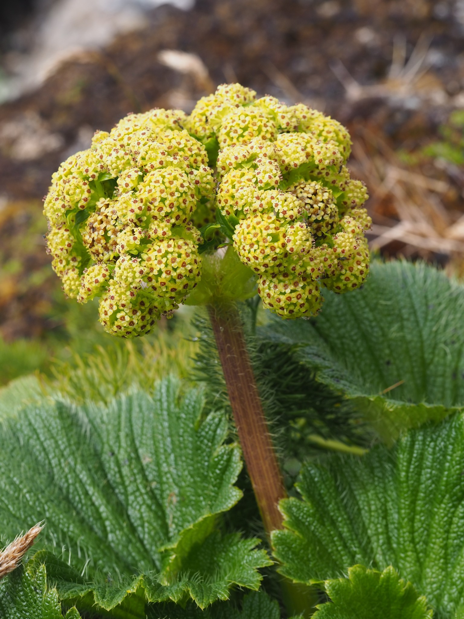 The megaherbs of Motu Maha Auckland Islands | Te Papa’s Blog